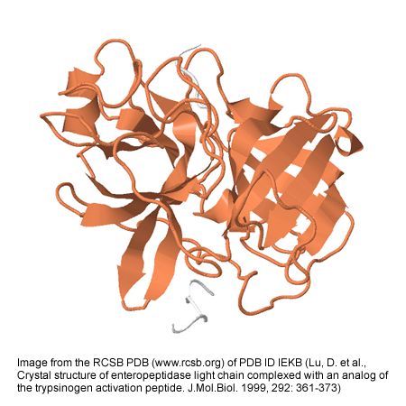 Recombinant bovine Enterokinase, animal-free | Marvelgent Biosciences