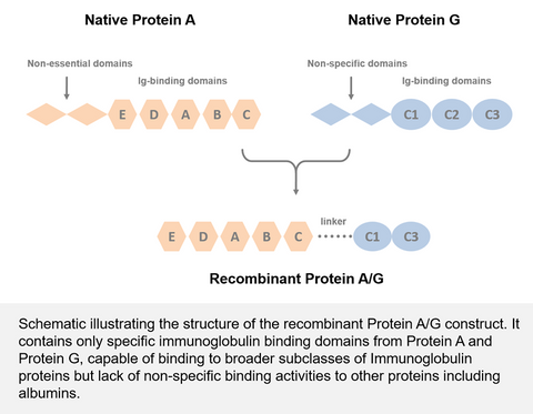 PROTEINDEX™ rProtein A/G Agarose 4FF | Marvelgent Biosciences