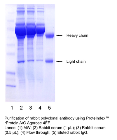 PROTEINDEX™ rProtein A/G Agarose 4FF | Marvelgent Biosciences